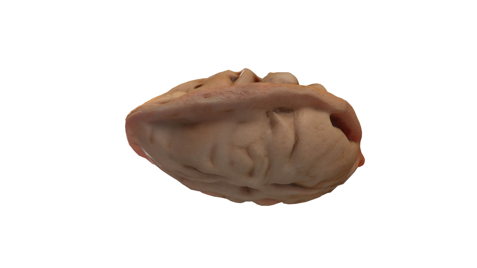 Peach Seed 3D Model by 3dstudio