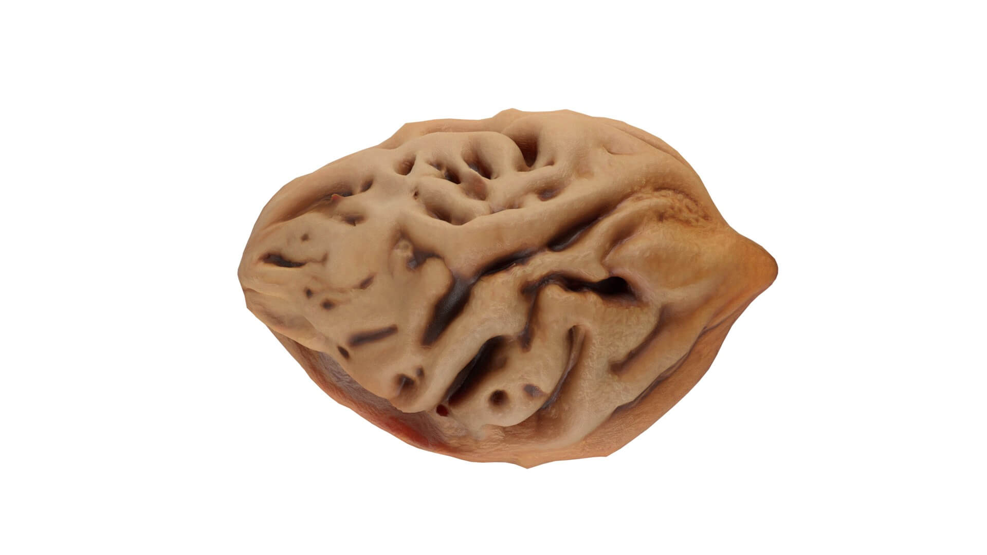 Peach Seed 3D Model by 3dstudio