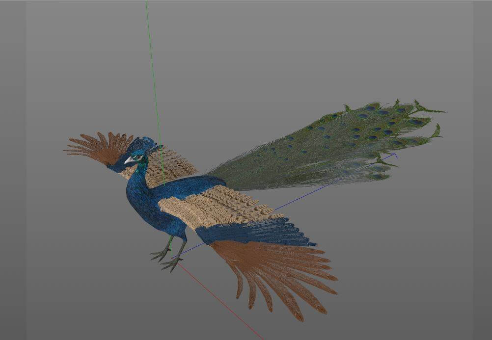 Peacock - 3D Model by 3dstudio