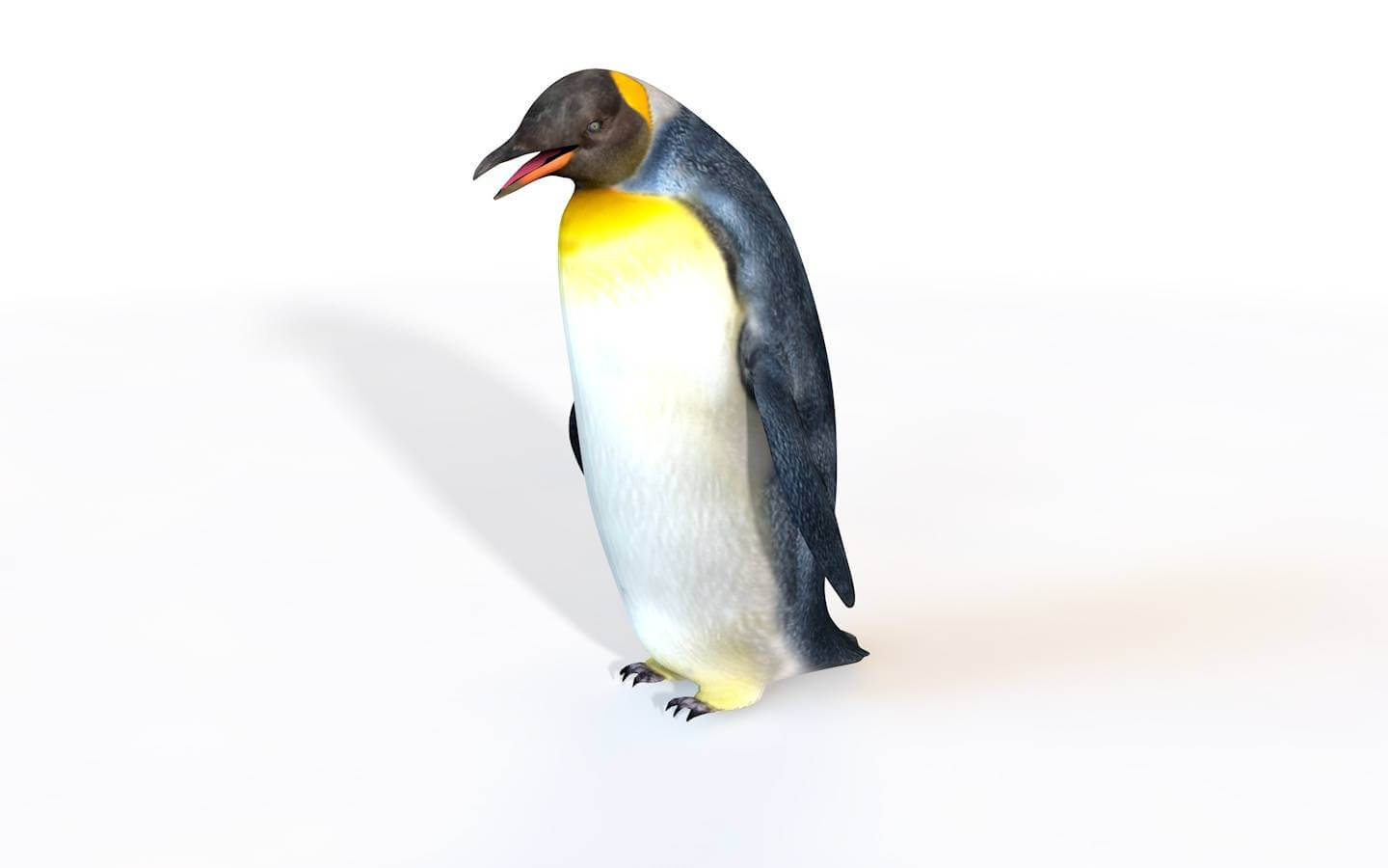 Penguin - Free 3D Model by 3dstudio