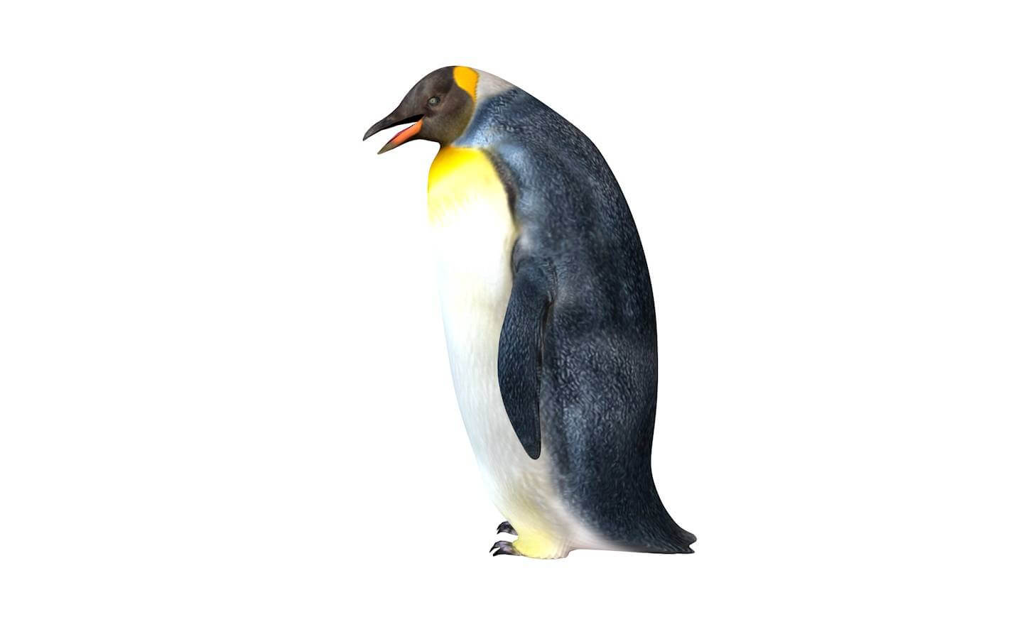 Penguin - Free 3D Model by 3dstudio