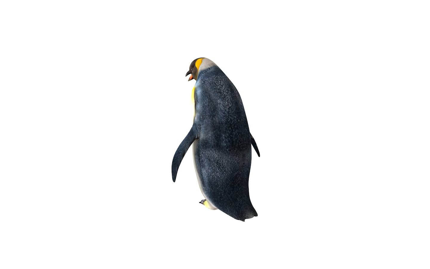 Penguin - Free 3D Model by 3dstudio