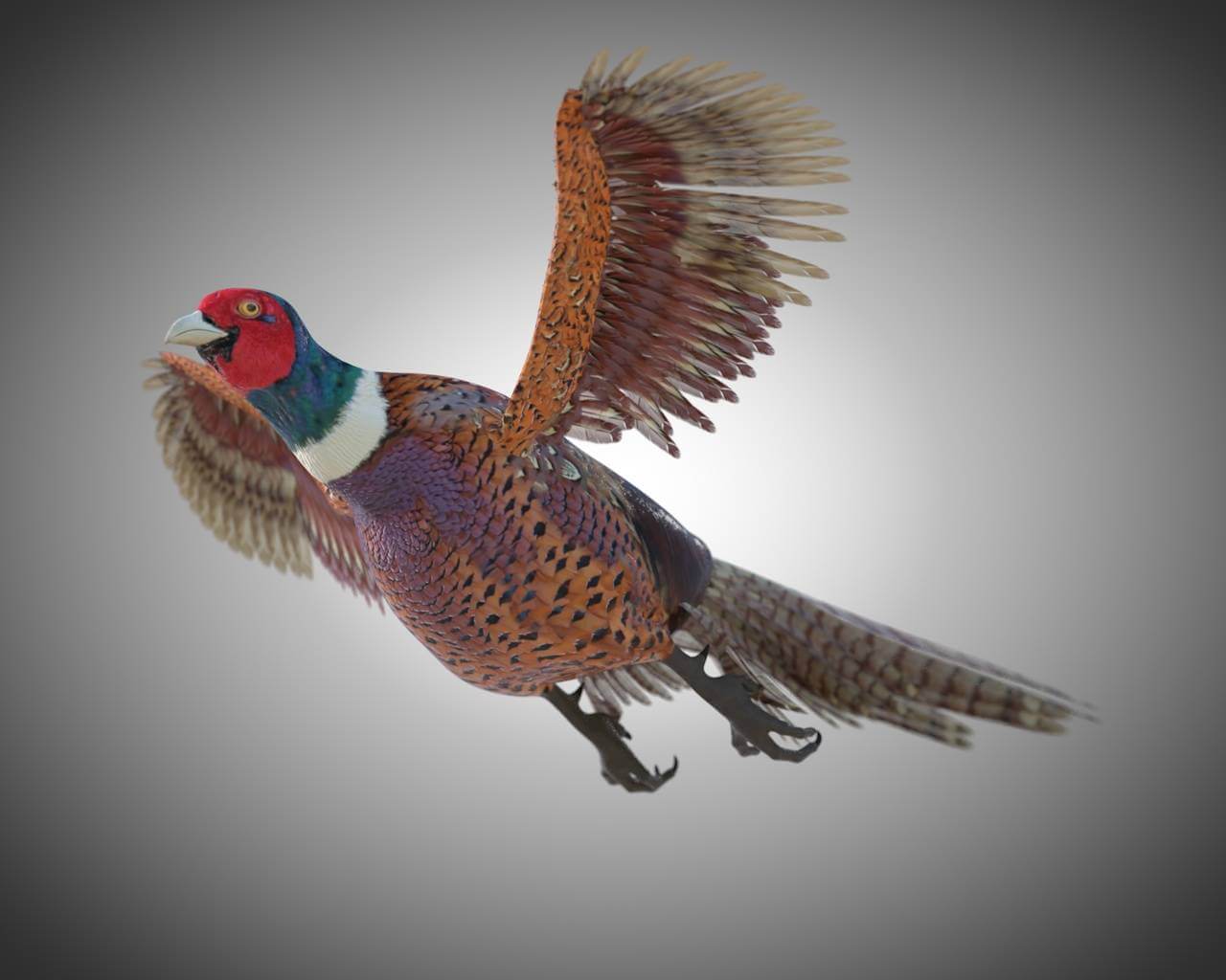 Pheasant - 3D Model by 3dstudio
