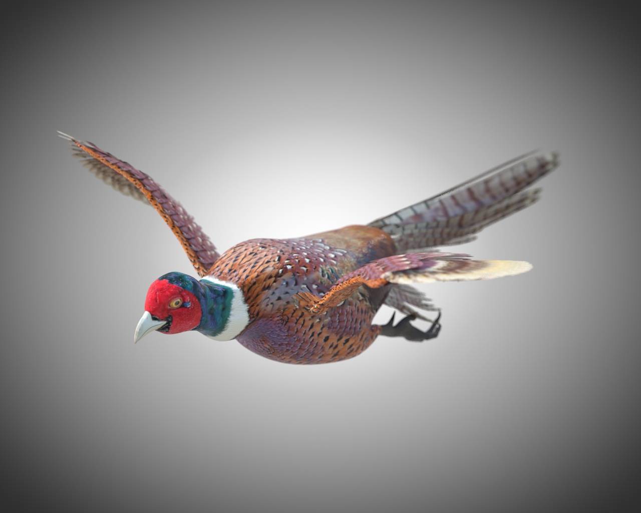 Pheasant - 3D Model by 3dstudio