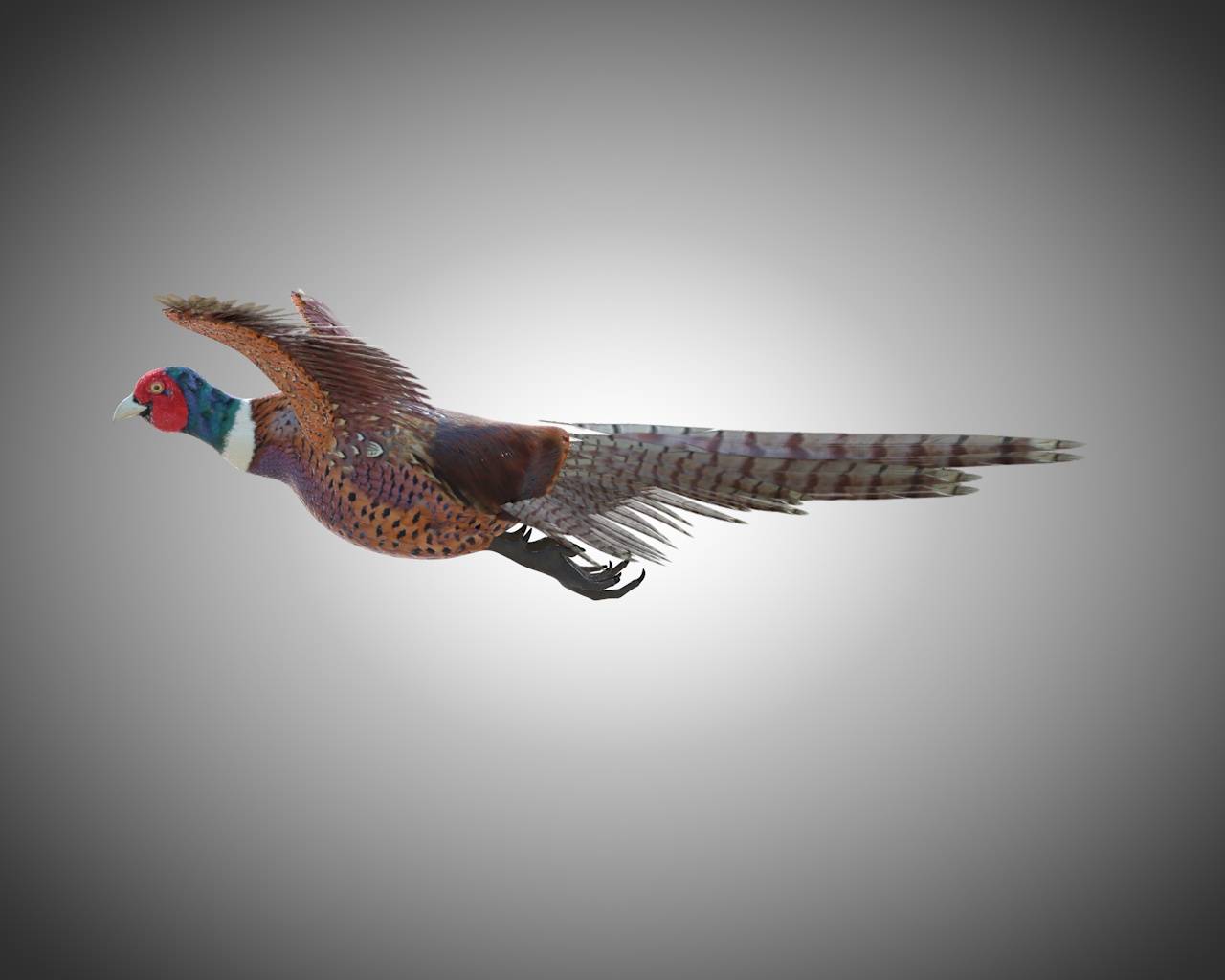 Pheasant - 3D Model by 3dstudio