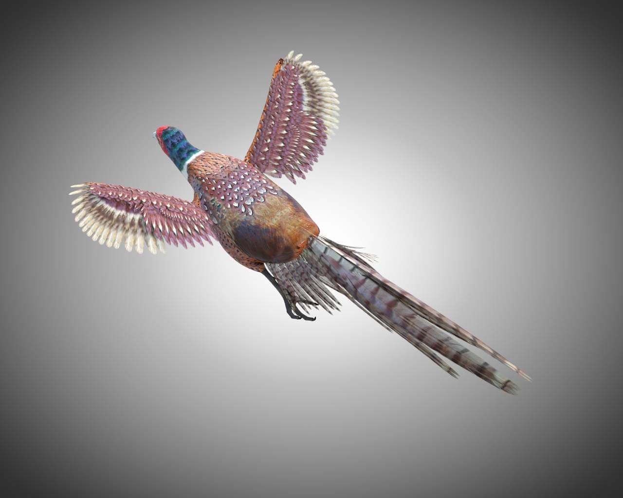 Pheasant - 3D Model by 3dstudio