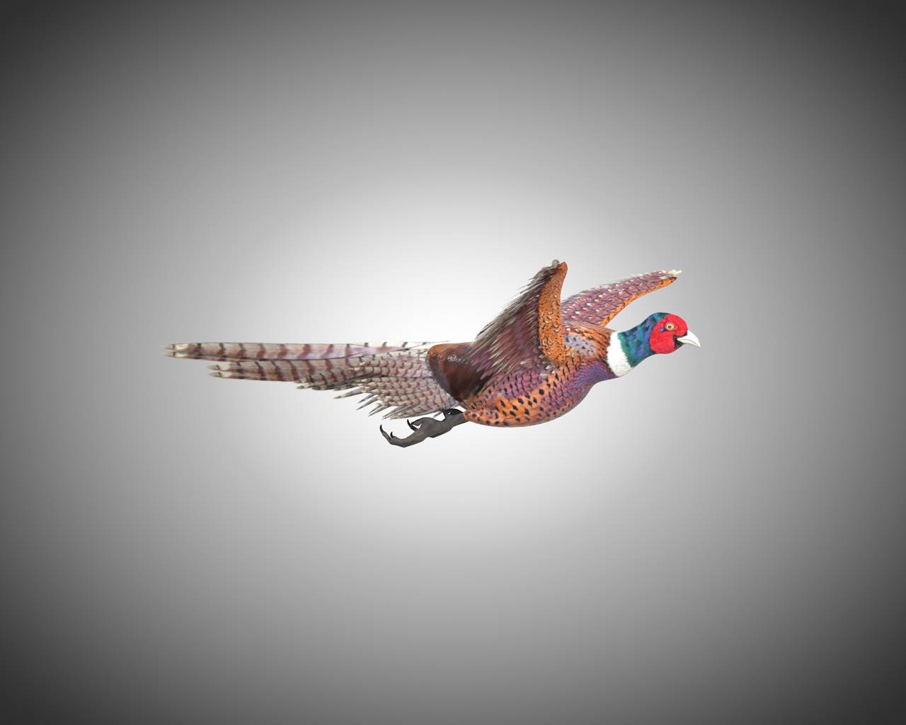 Pheasant - 3D Model by 3dstudio