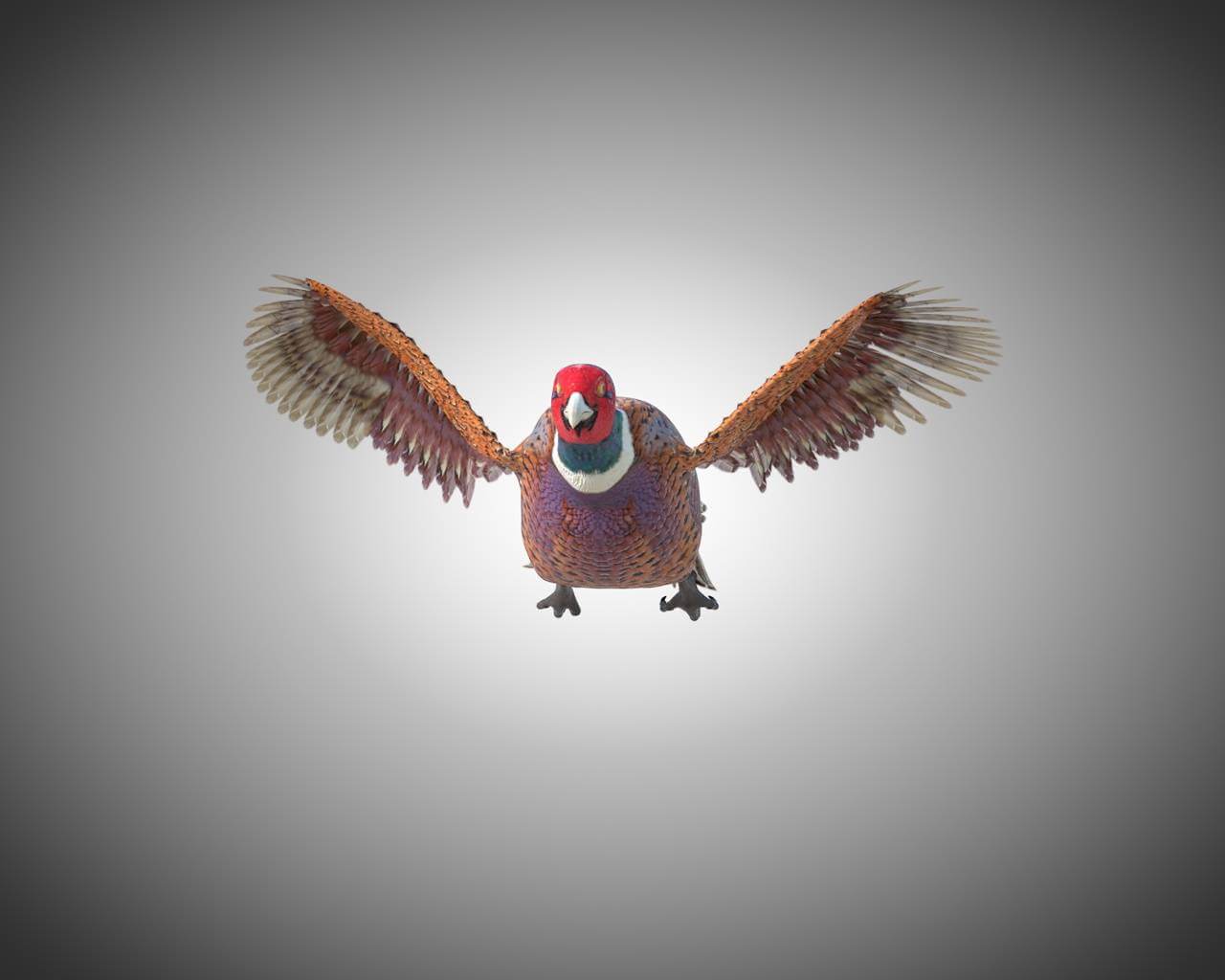 Pheasant - 3D Model by 3dstudio