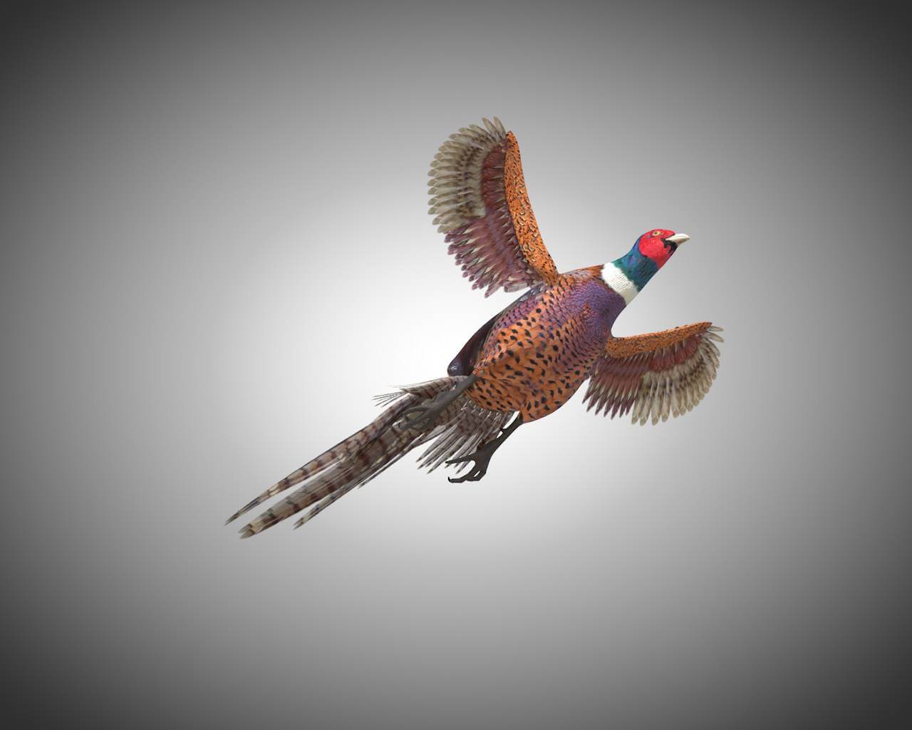 Pheasant - 3D Model by 3dstudio