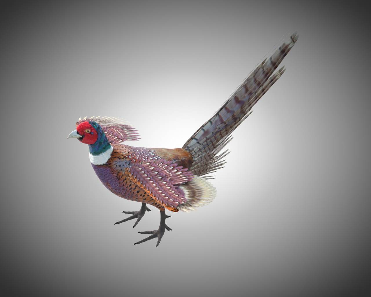 Pheasant - 3D Model by 3dstudio