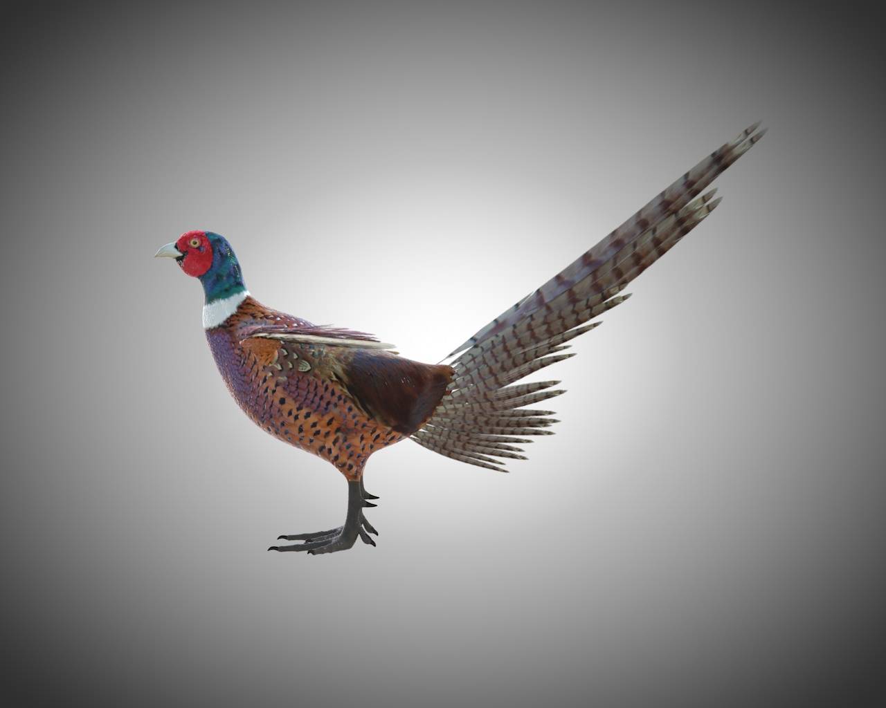 Pheasant - 3D Model by 3dstudio