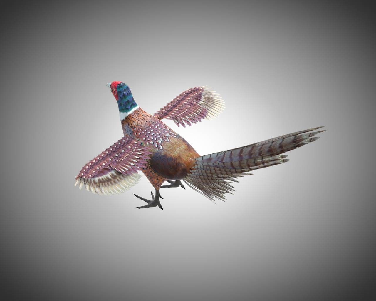 Pheasant - 3D Model by 3dstudio