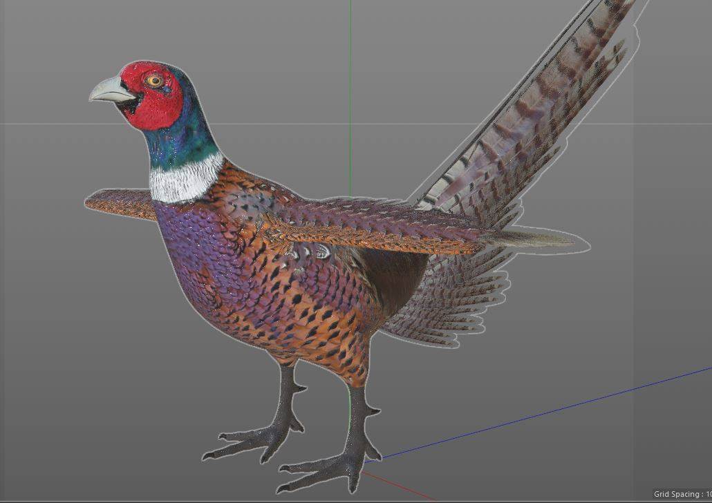 Pheasant - 3D Model by 3dstudio