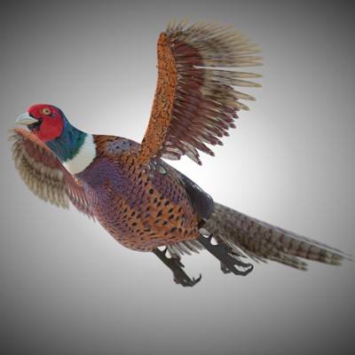 Pheasant - 3D Model by 3dstudio