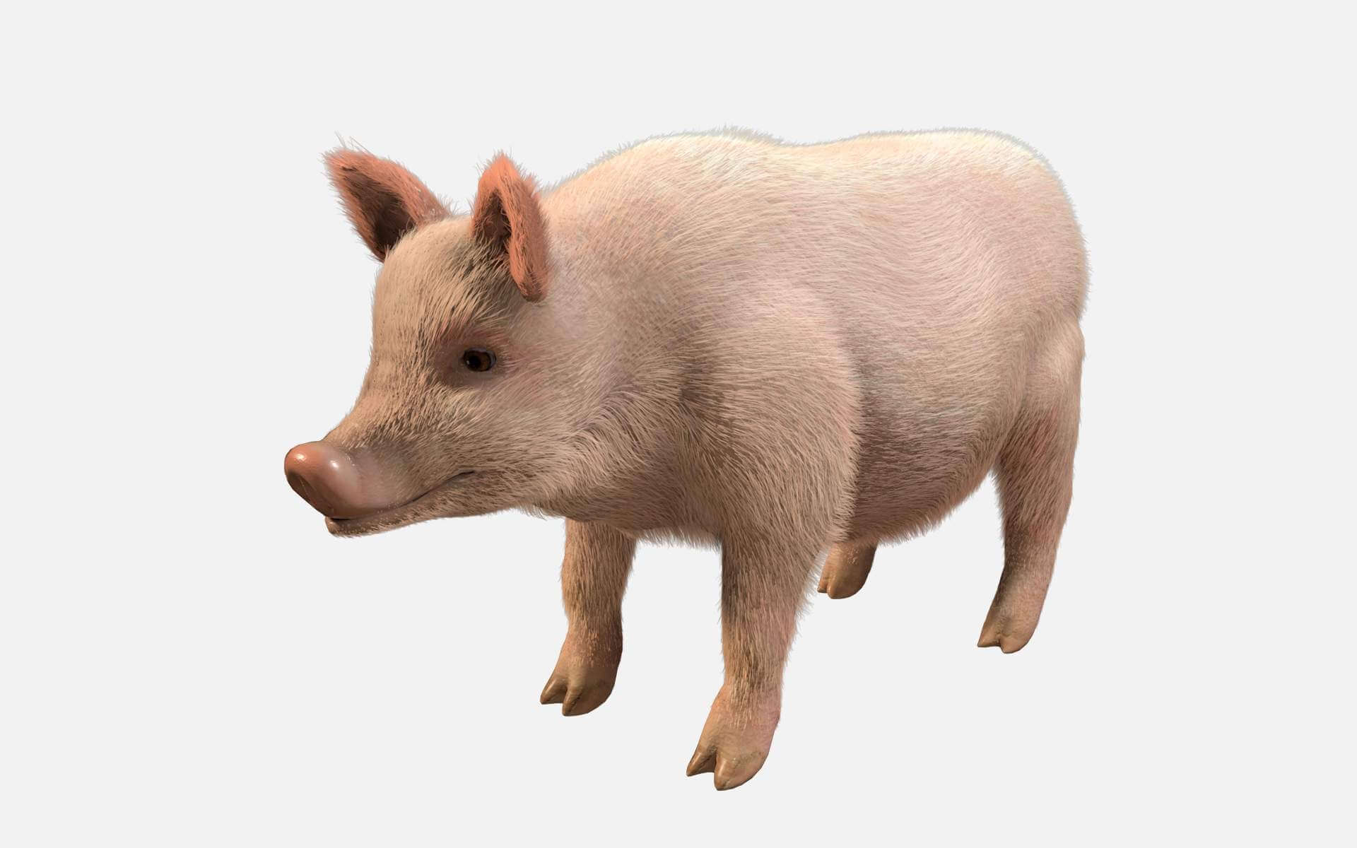 Pig with Fur - 3D Model by 3dstudio