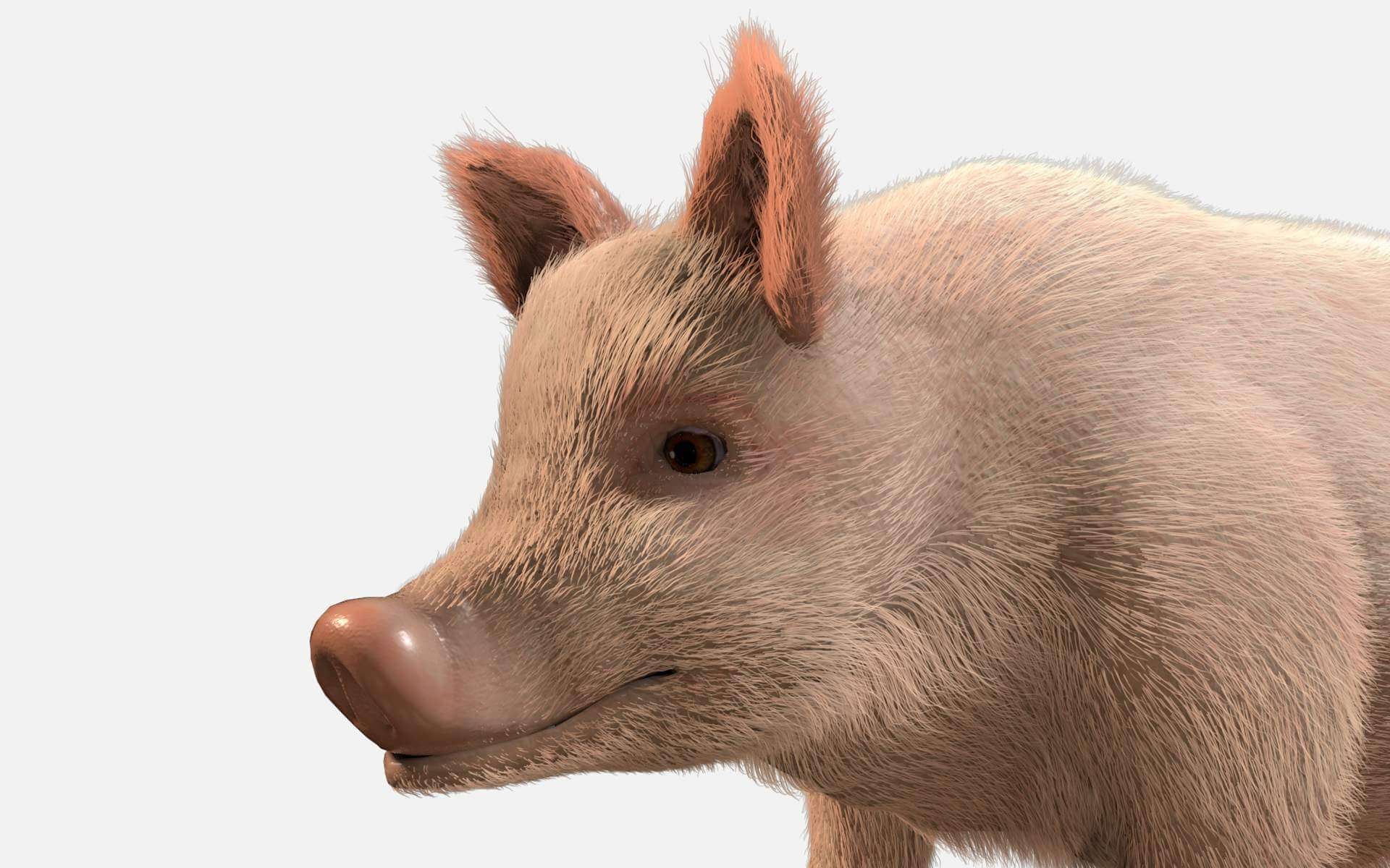 Pig with Fur - 3D Model by 3dstudio
