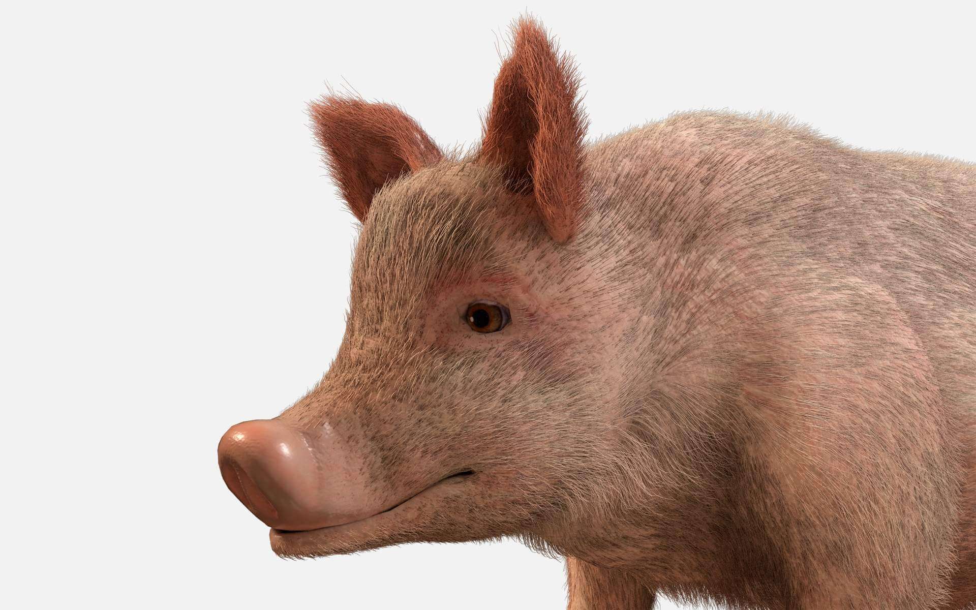 Pig with Fur - 3D Model by 3dstudio