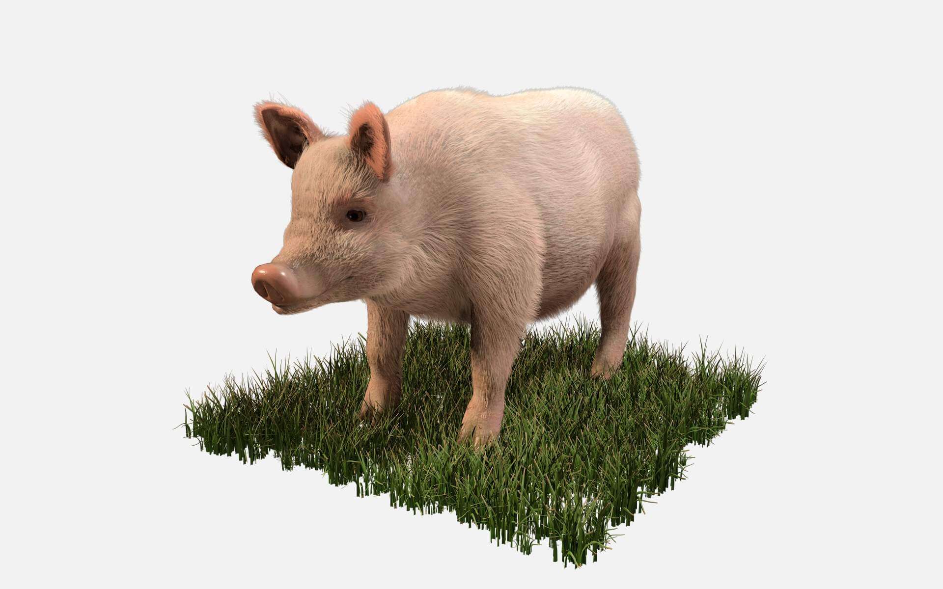 Pig with Fur - 3D Model by 3dstudio