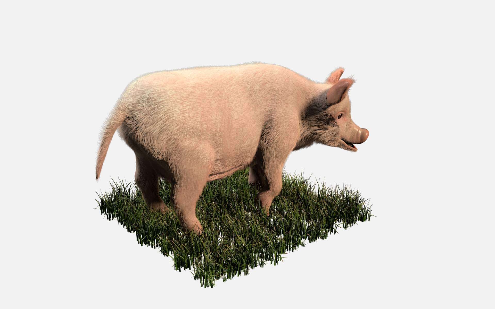 Pig with Fur - 3D Model by 3dstudio