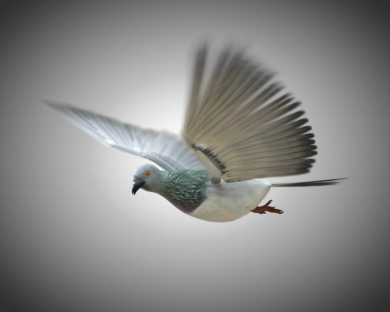 Pigeon - 3D Model by 3dstudio
