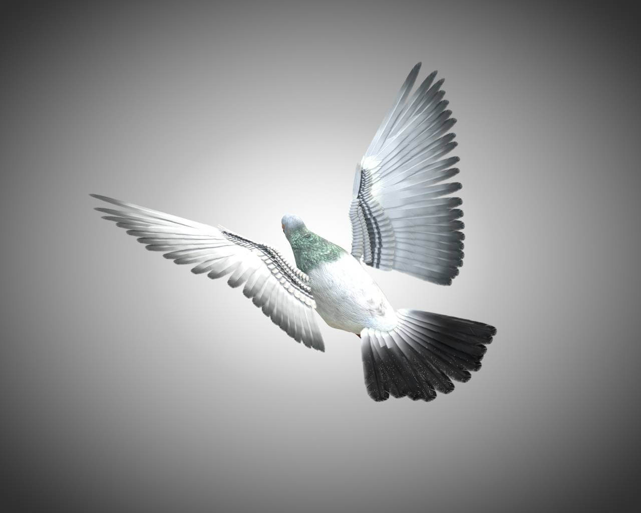Pigeon - 3D Model by 3dstudio