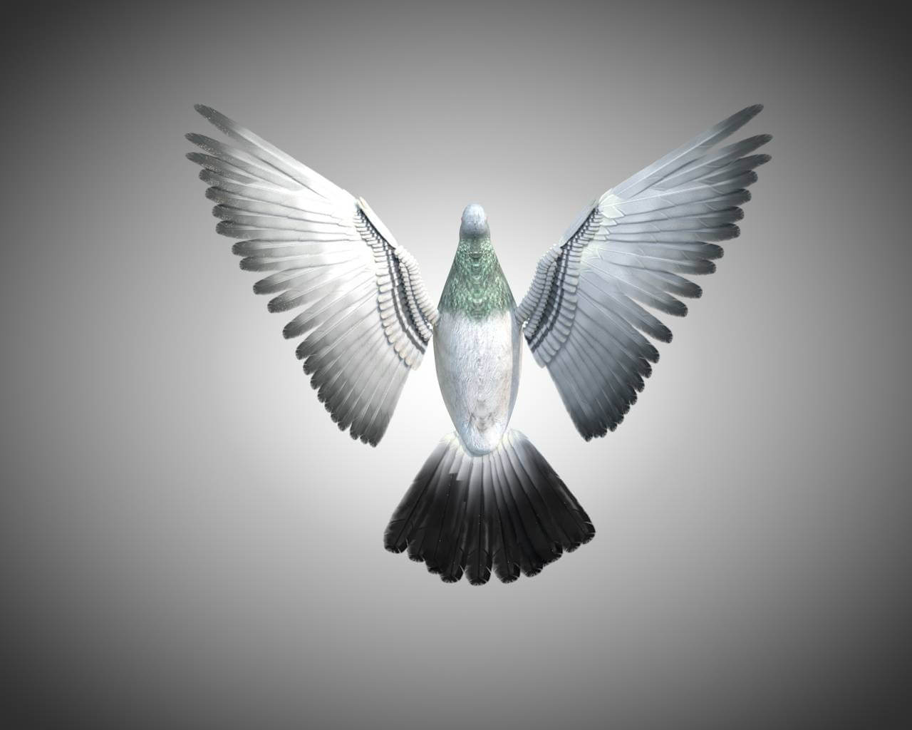 Pigeon - 3D Model by 3dstudio