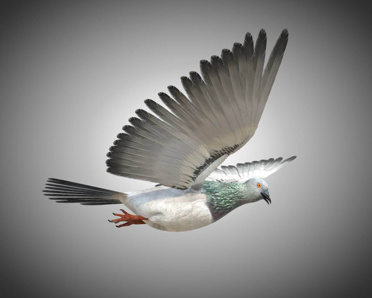 Pigeon - 3D Model by 3dstudio