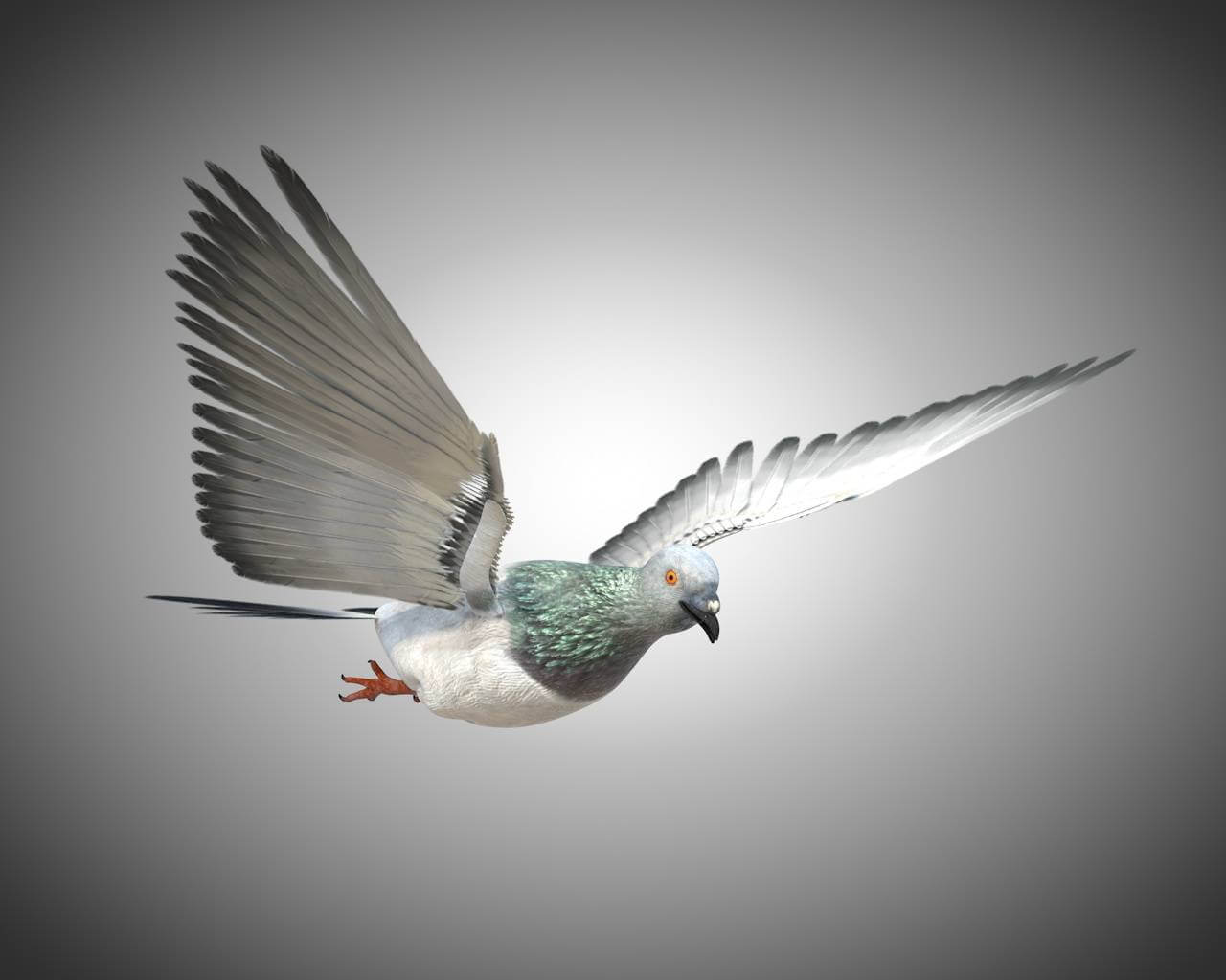 Pigeon - 3D Model by 3dstudio