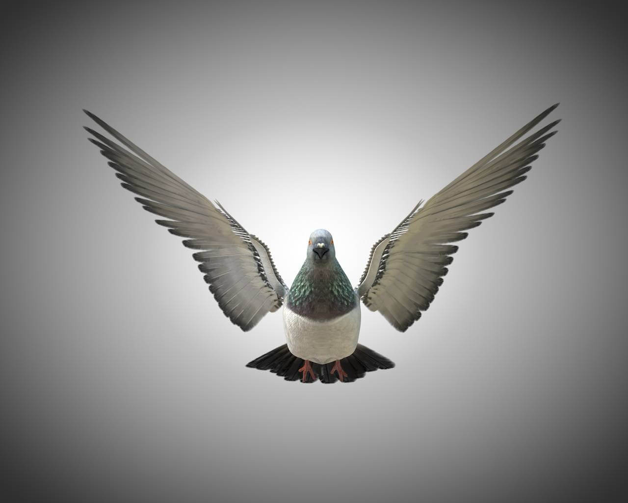 Pigeon - 3D Model by 3dstudio