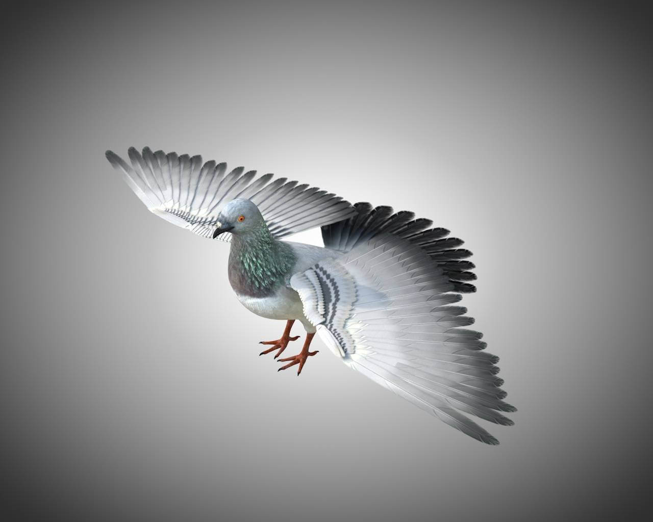 Pigeon - 3D Model by 3dstudio