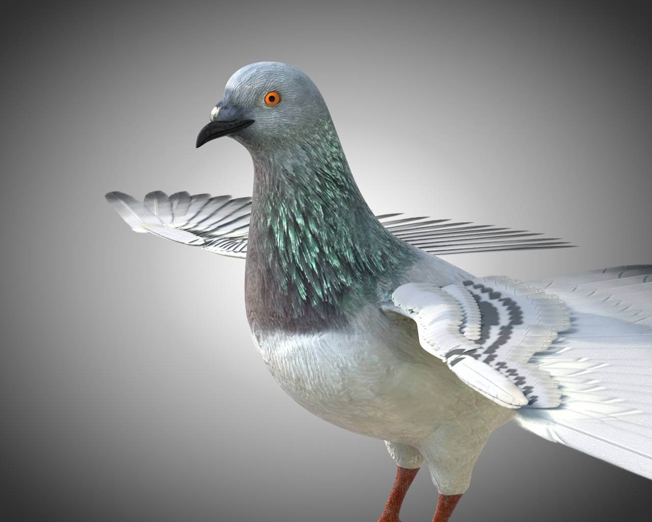 Pigeon - 3D Model by 3dstudio
