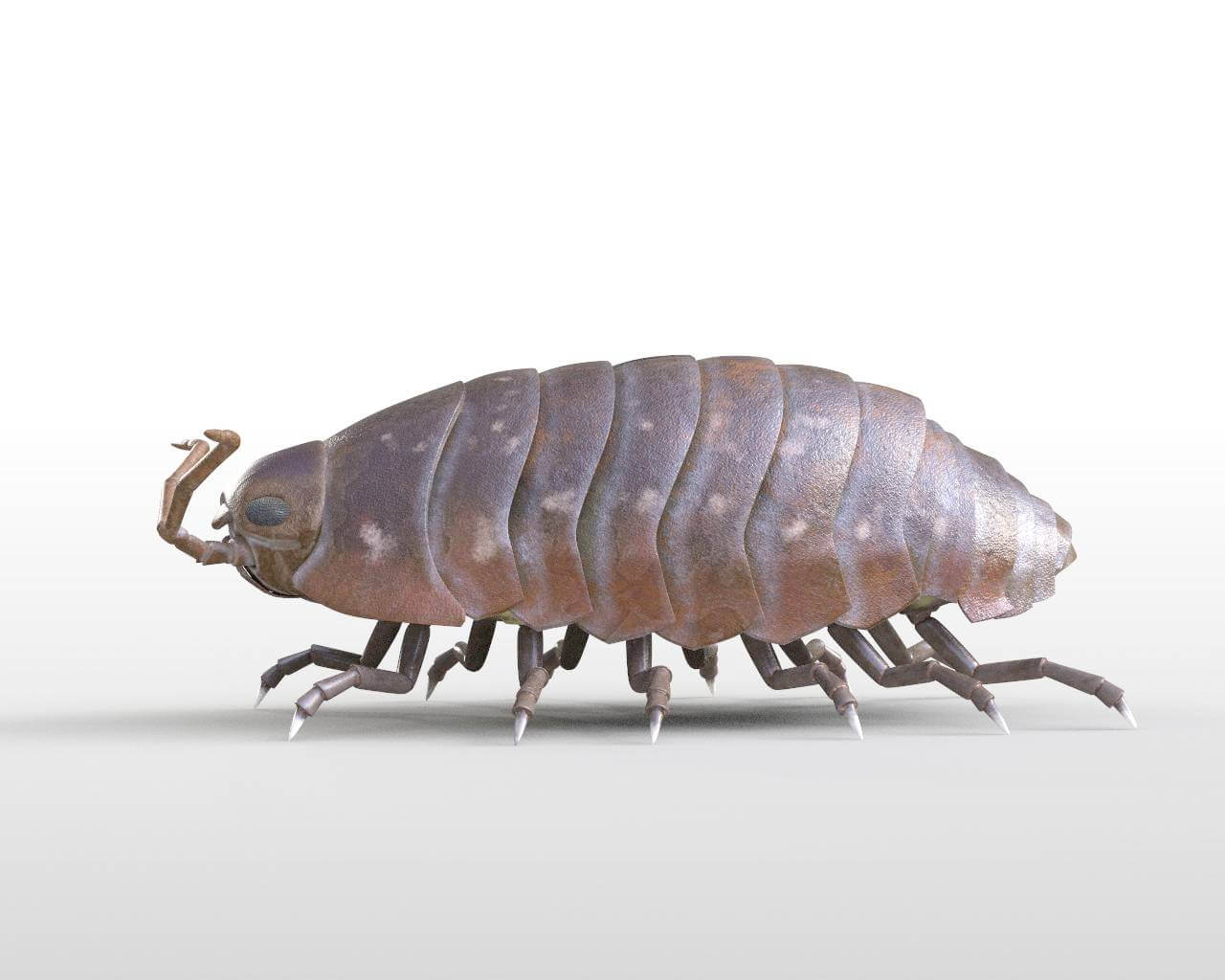 Pillbug - 3D Model by 3dstudio
