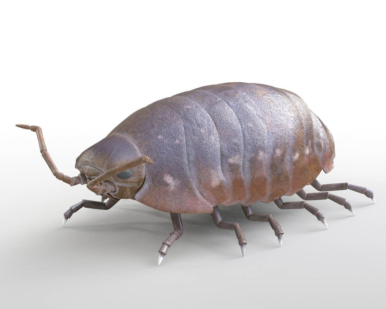 Pillbug - 3D Model by 3dstudio