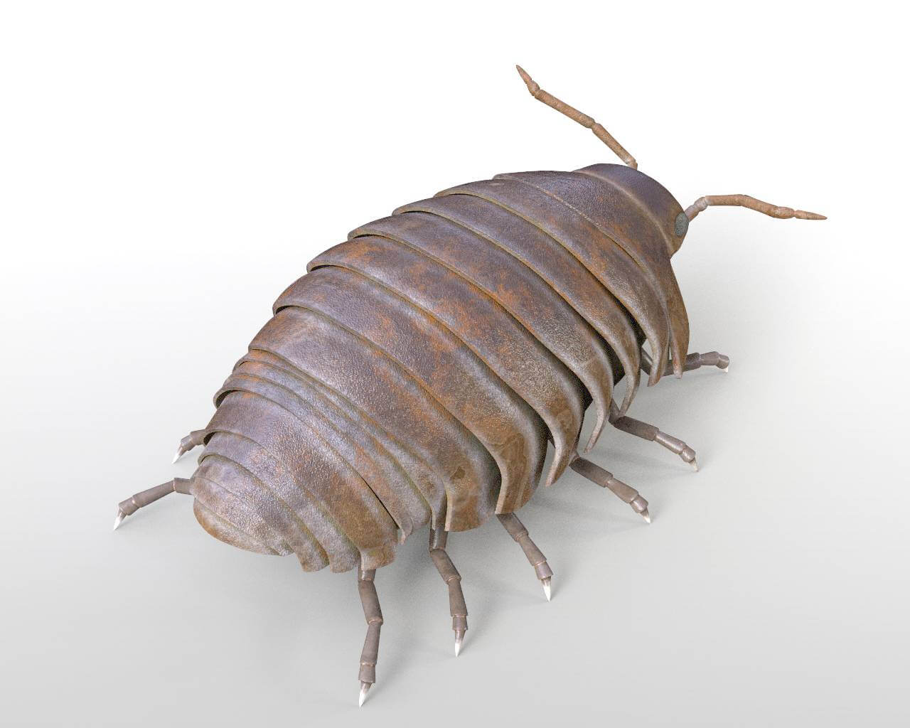 Pillbug - 3D Model by 3dstudio