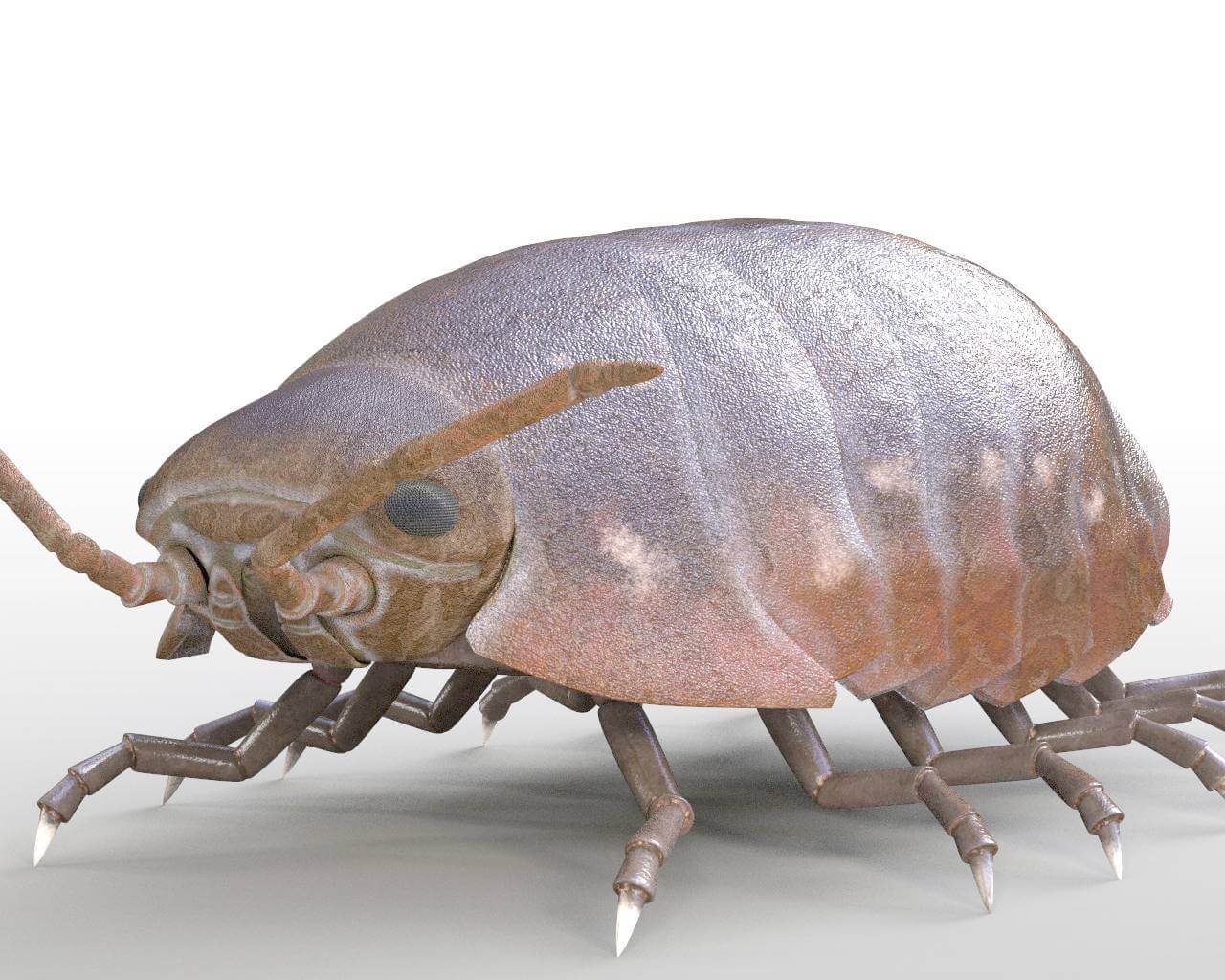 Pillbug - 3D Model by 3dstudio