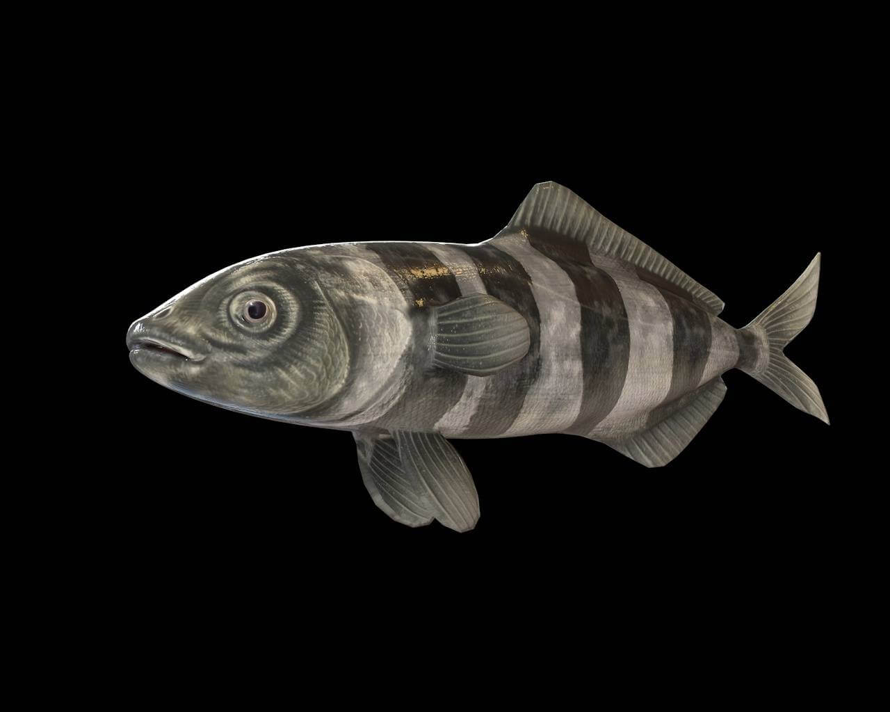 Pilot Fish - 3D Model by 3dstudio