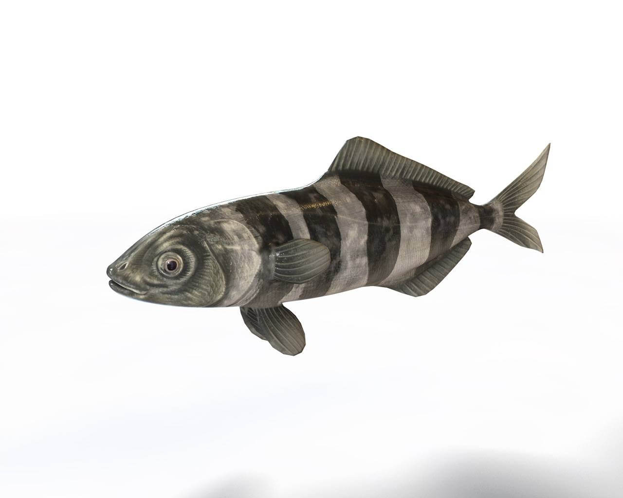 Pilot Fish - 3D Model by 3dstudio