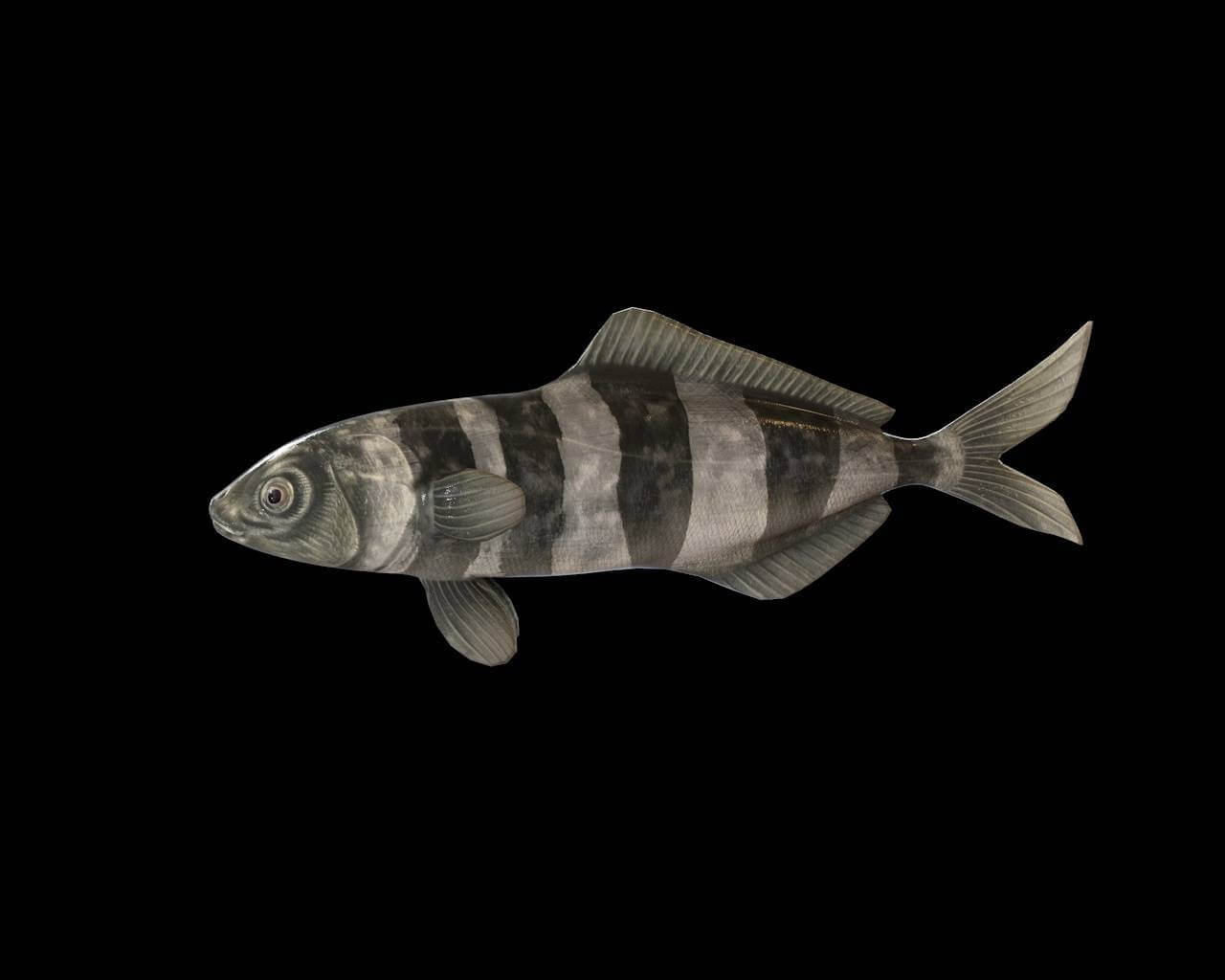 Pilot Fish - 3D Model by 3dstudio