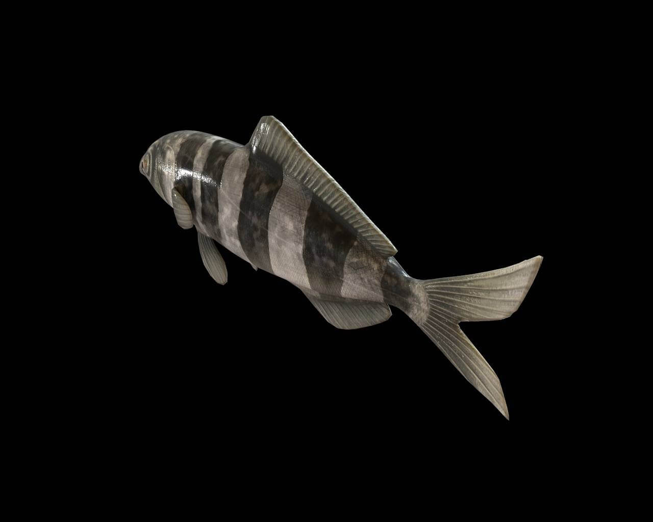 Pilot Fish - 3D Model by 3dstudio