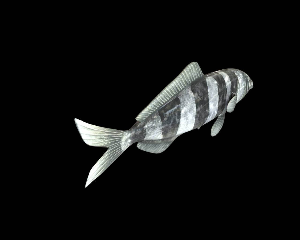 Pilot Fish - 3D Model by 3dstudio