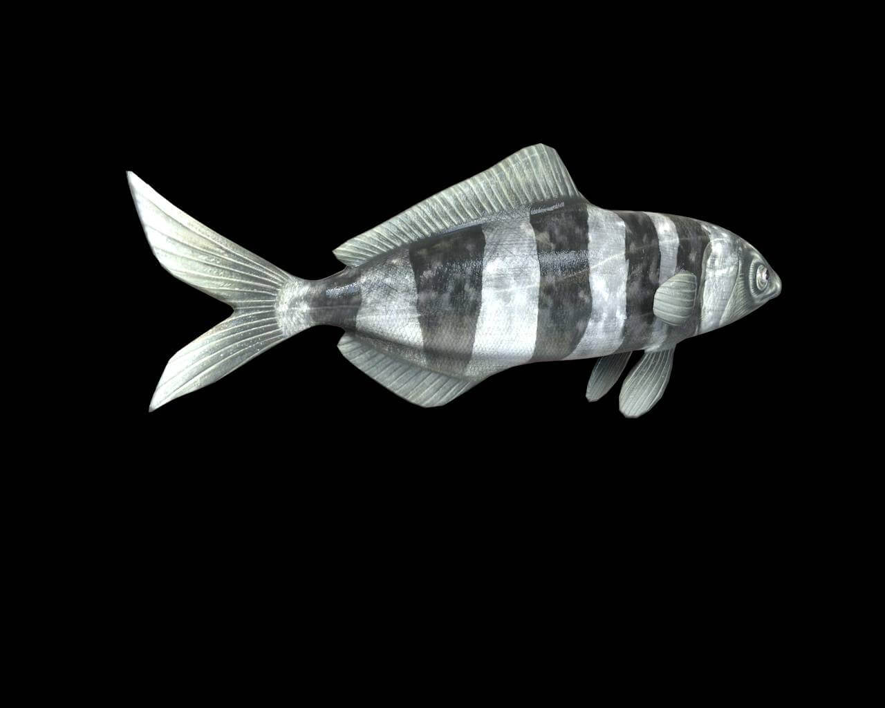 Pilot Fish - 3D Model by 3dstudio