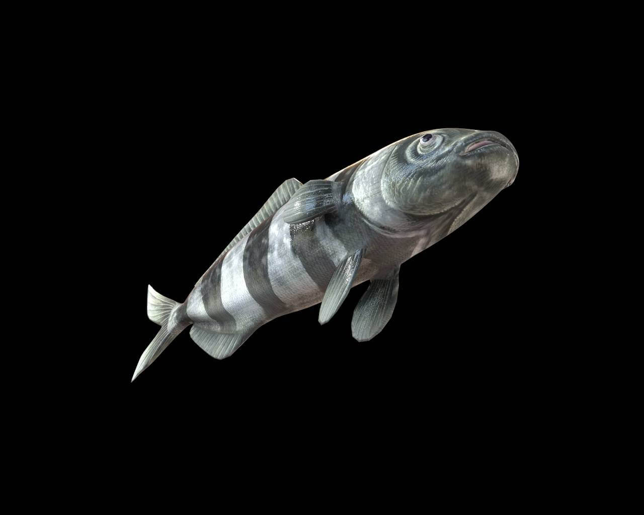 Pilot Fish - 3D Model by 3dstudio