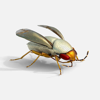 Piocoris Varius Insect - 3D Model by 3dstudio