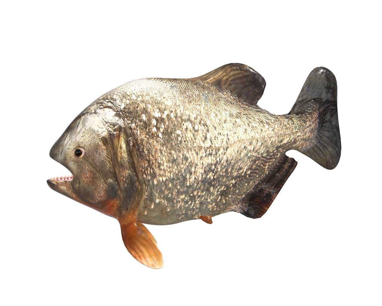 Piranha - 3D Model by 3dstudio