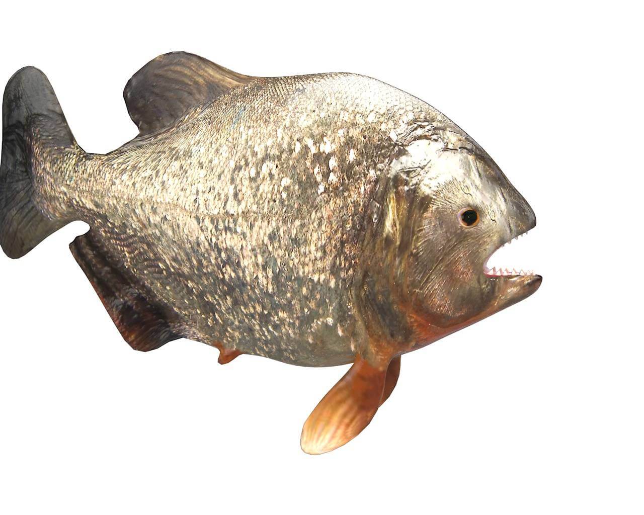 Piranha - 3D Model by 3dstudio