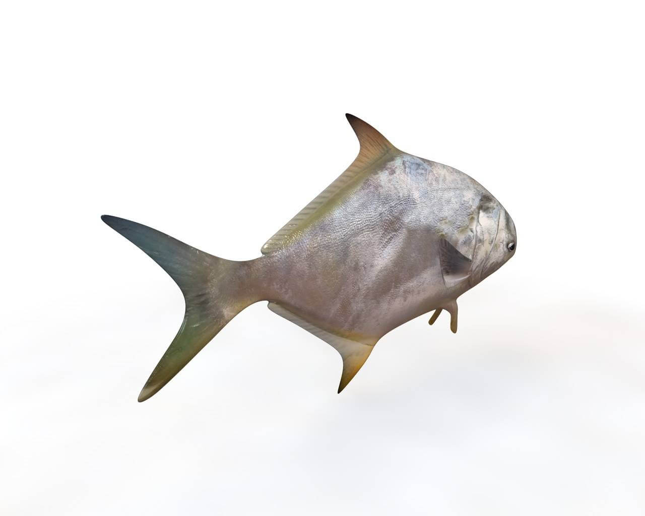 Pompano - 3D Model by 3dstudio