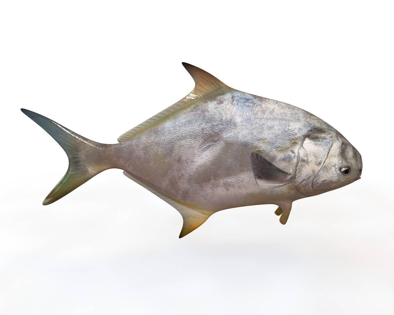 Pompano - 3D Model by 3dstudio