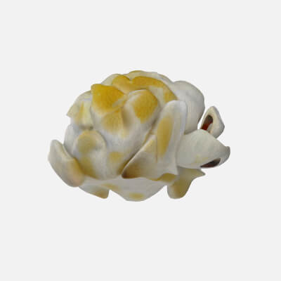 Popcorn 4 3D Model by 3dstudio