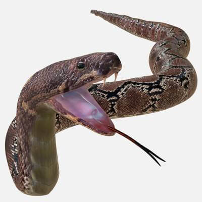 Python Snake - 3D Model by 3dstudio