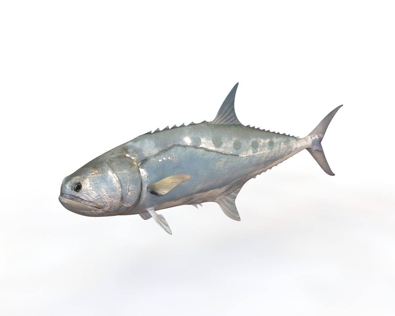 Queenfish - 3D Model by 3dstudio